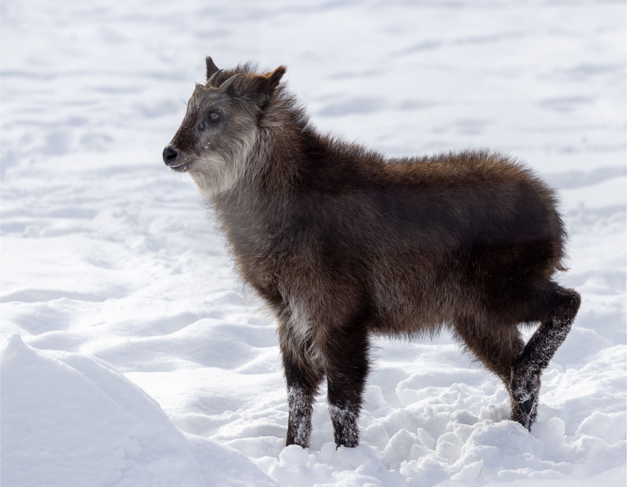 Japanese Serow.